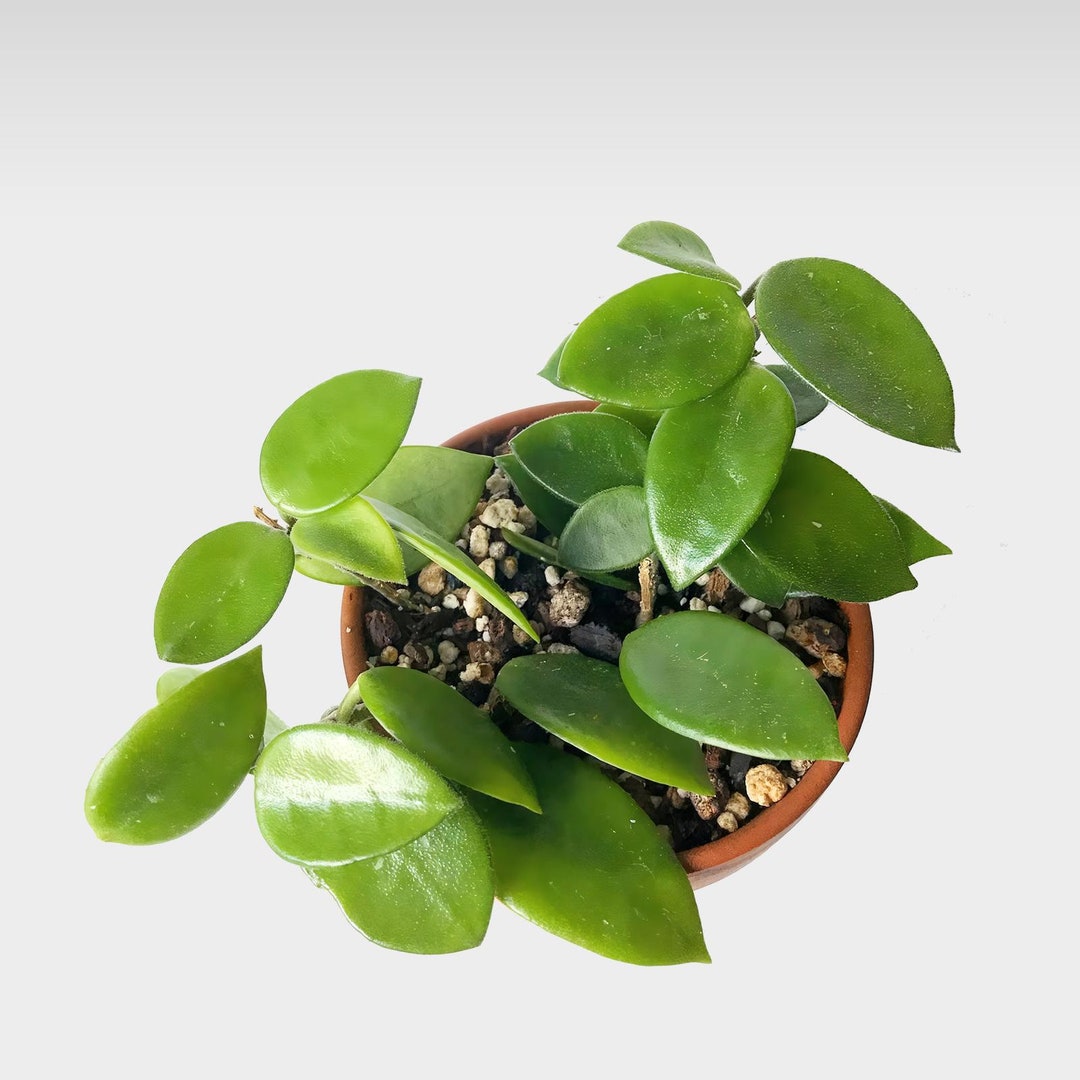 Hoya Cv. Chouke Very Beautiful Leaves Free Phytosanitary Hoya Plant ...