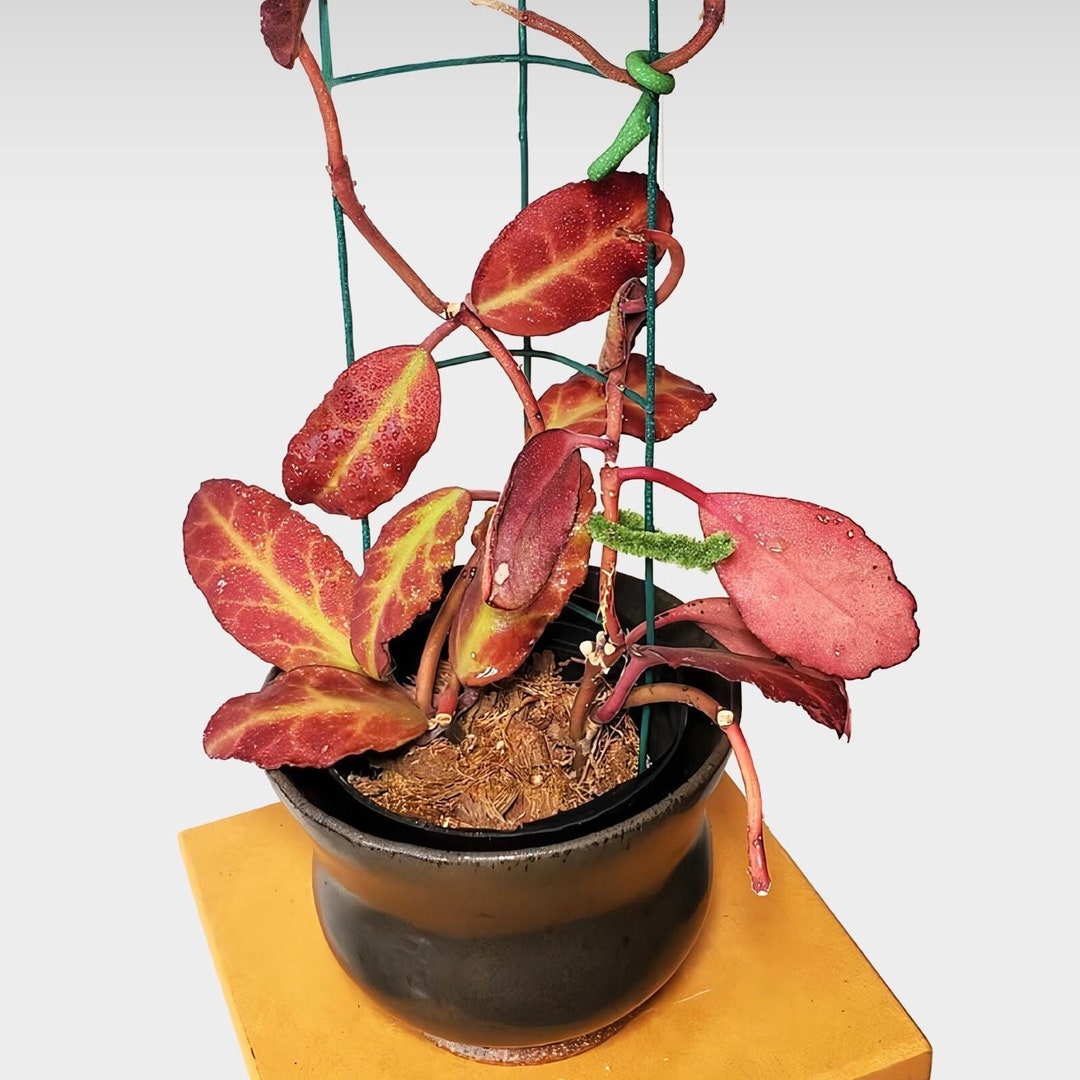 Hoya Waymaniae Red Fast Growing Very Beautiful Flowers Fast Shipping - Etsy