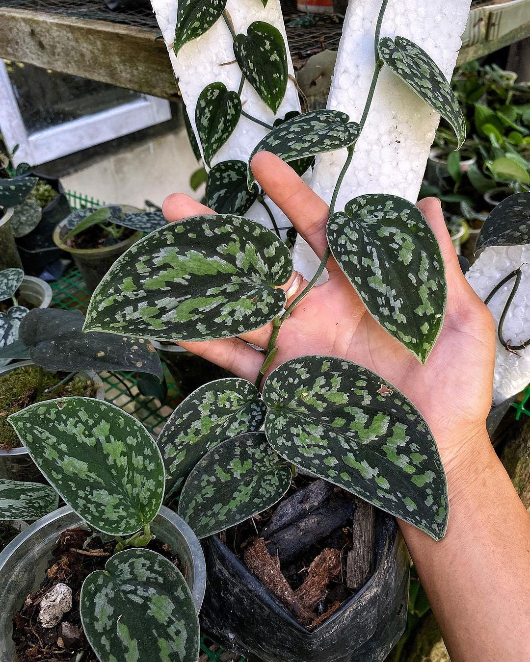 Scindapsus Tricolor Sp Borneo Dark Form Very Beautiful Leaves Free ...