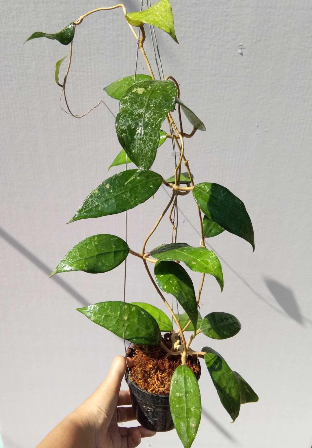 Hoya Verticilata Sp Lampung Hoya Indonesia Free Phytosanitary Certicate ...