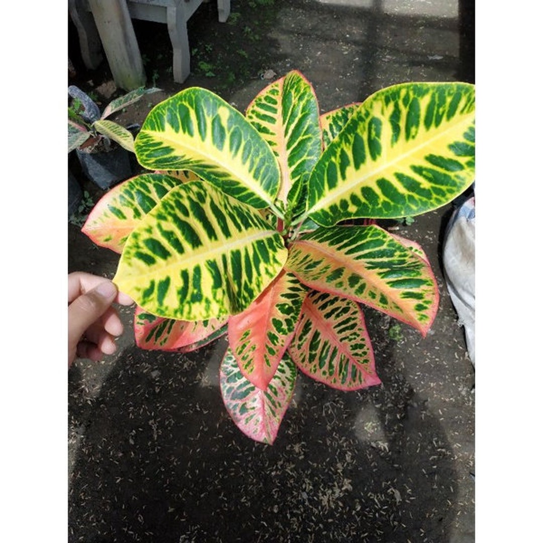 Codiaeum Variegatum Croton Mega Nanda Very Beautiful Leaves Free ...