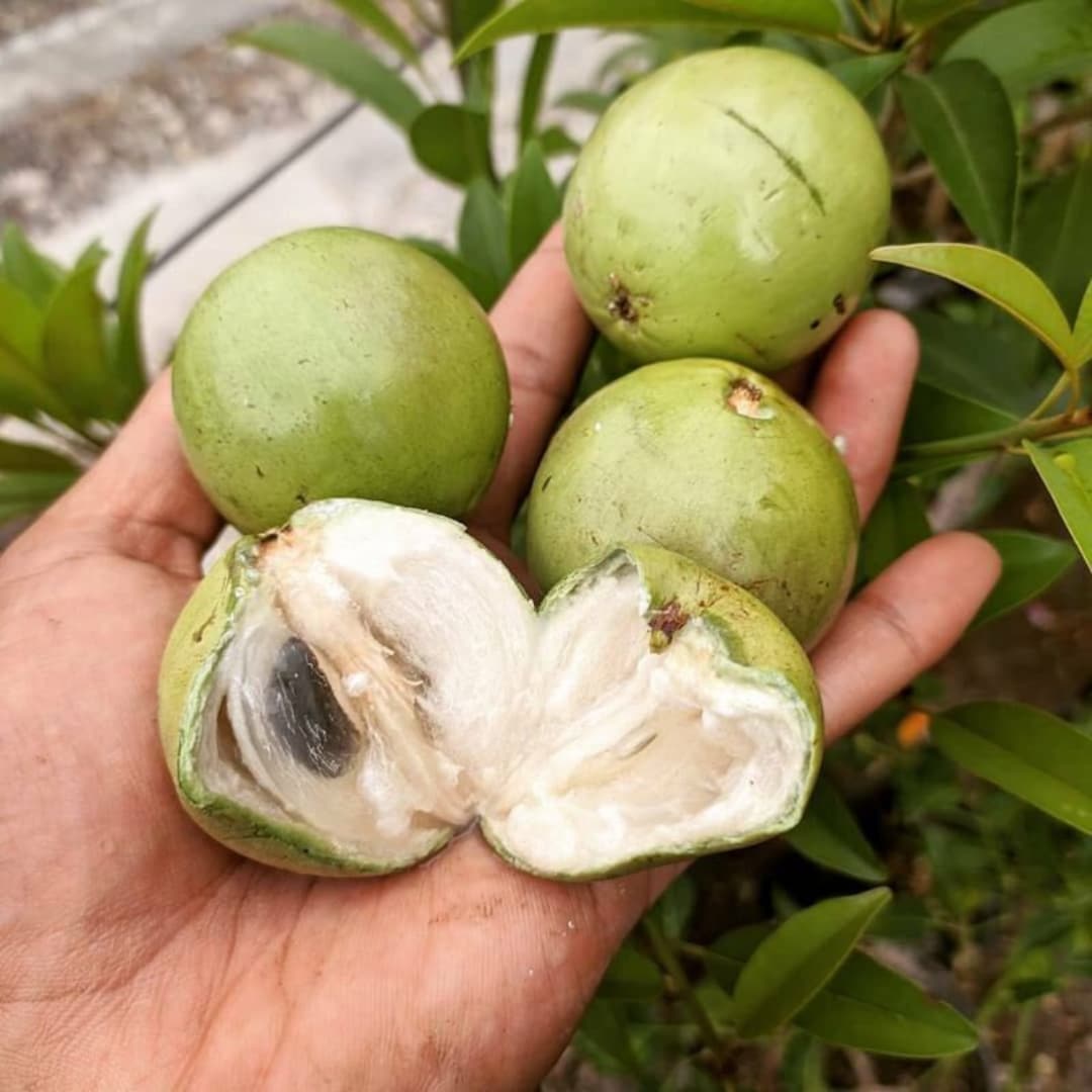 Grafted Kenitu Fruit Delicious Fruit Free Phytosanitary - Etsy