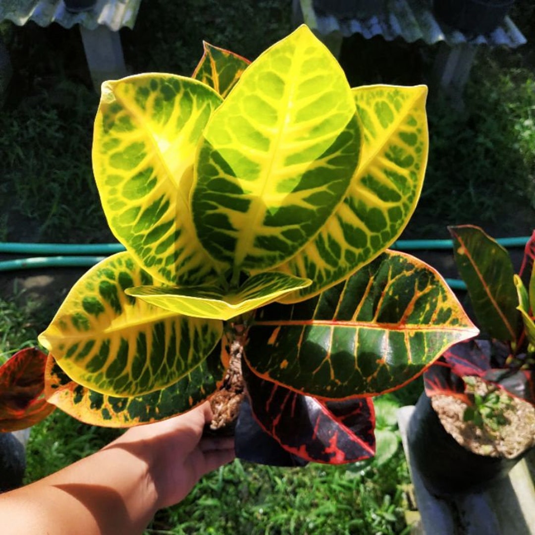 Codiaeum Variegatum Croton Lolipop Very Beautiful Leaves Free ...
