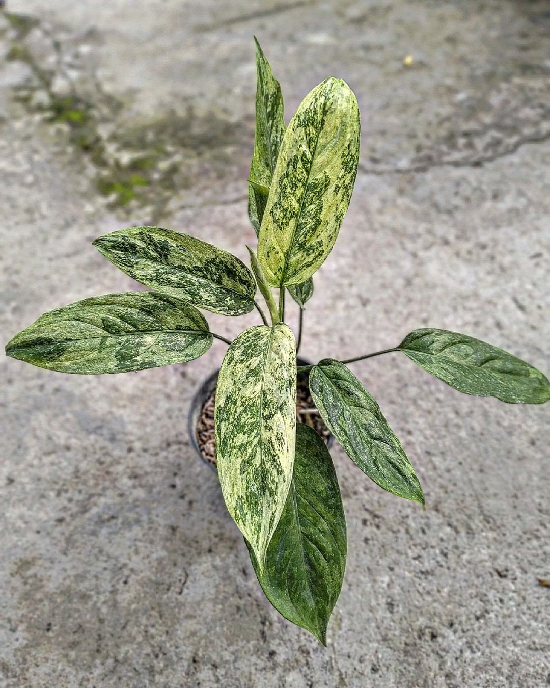 Aglaonema Simplex Variegated Very Beautiful Leaves Free Phytosanitary Good Quality - Etsy