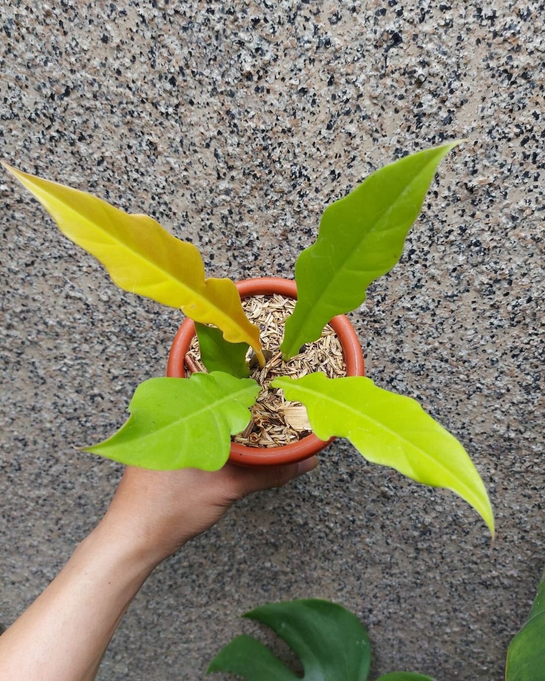 Philodendron Golden Saw Very Beautiful Leaves Free Phytosanitary - Etsy