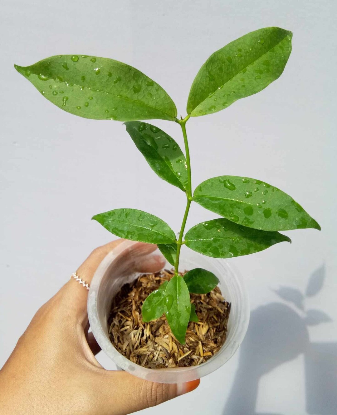 Hoya Evelinae Sp Papua Very Beautiful Leaves Free Phytosanitary Hoya ...