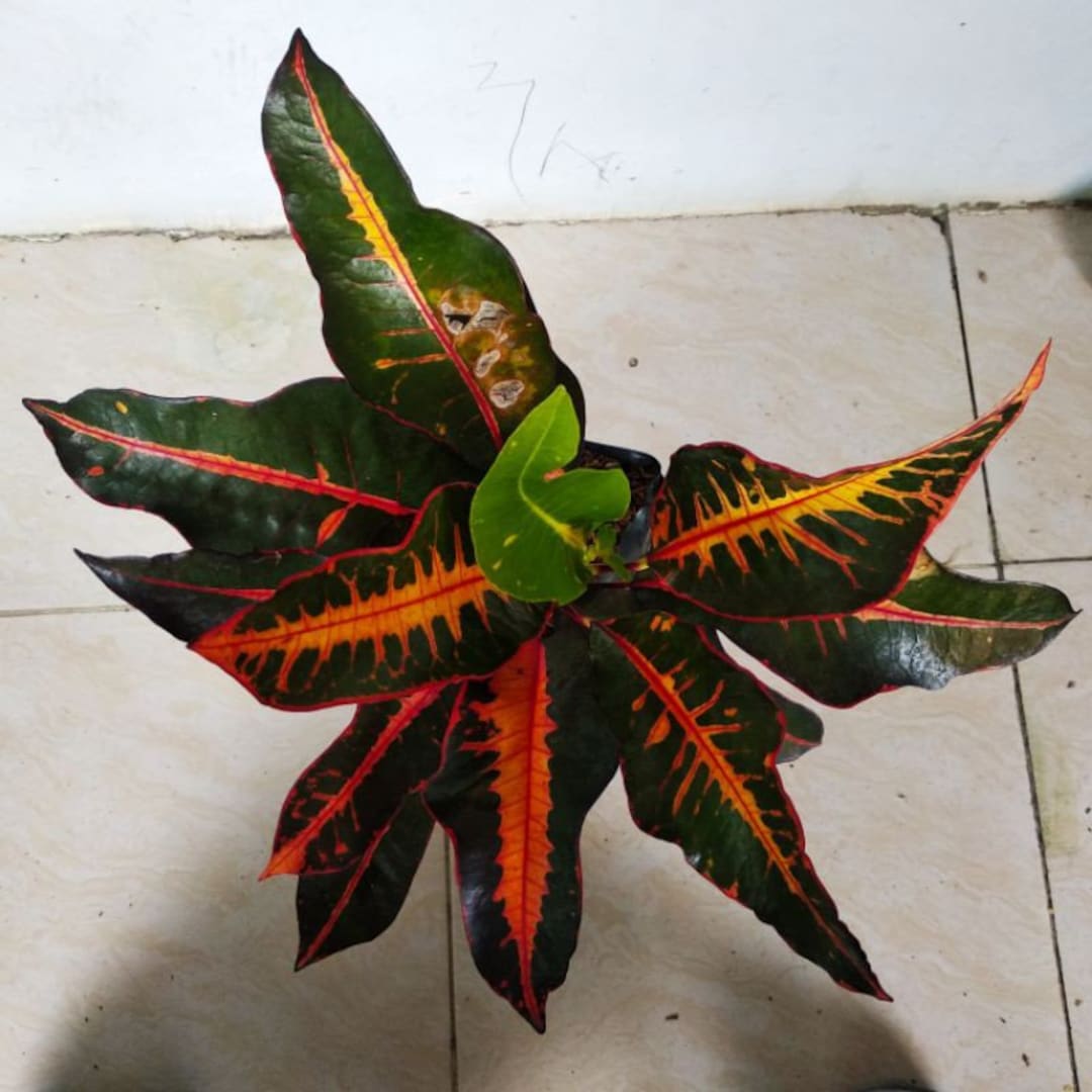 Codiaeum Variegatum Croton Batik Bali Very Beautiful Leaves Free ...
