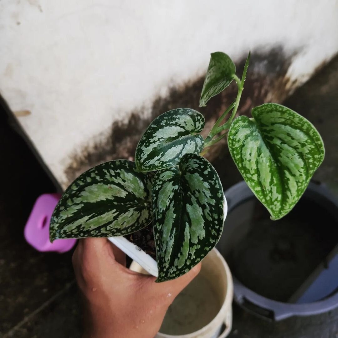 Scindapsus Tricolor Sp Borneo Very Beautiful Leaves Free Phytosanitary ...