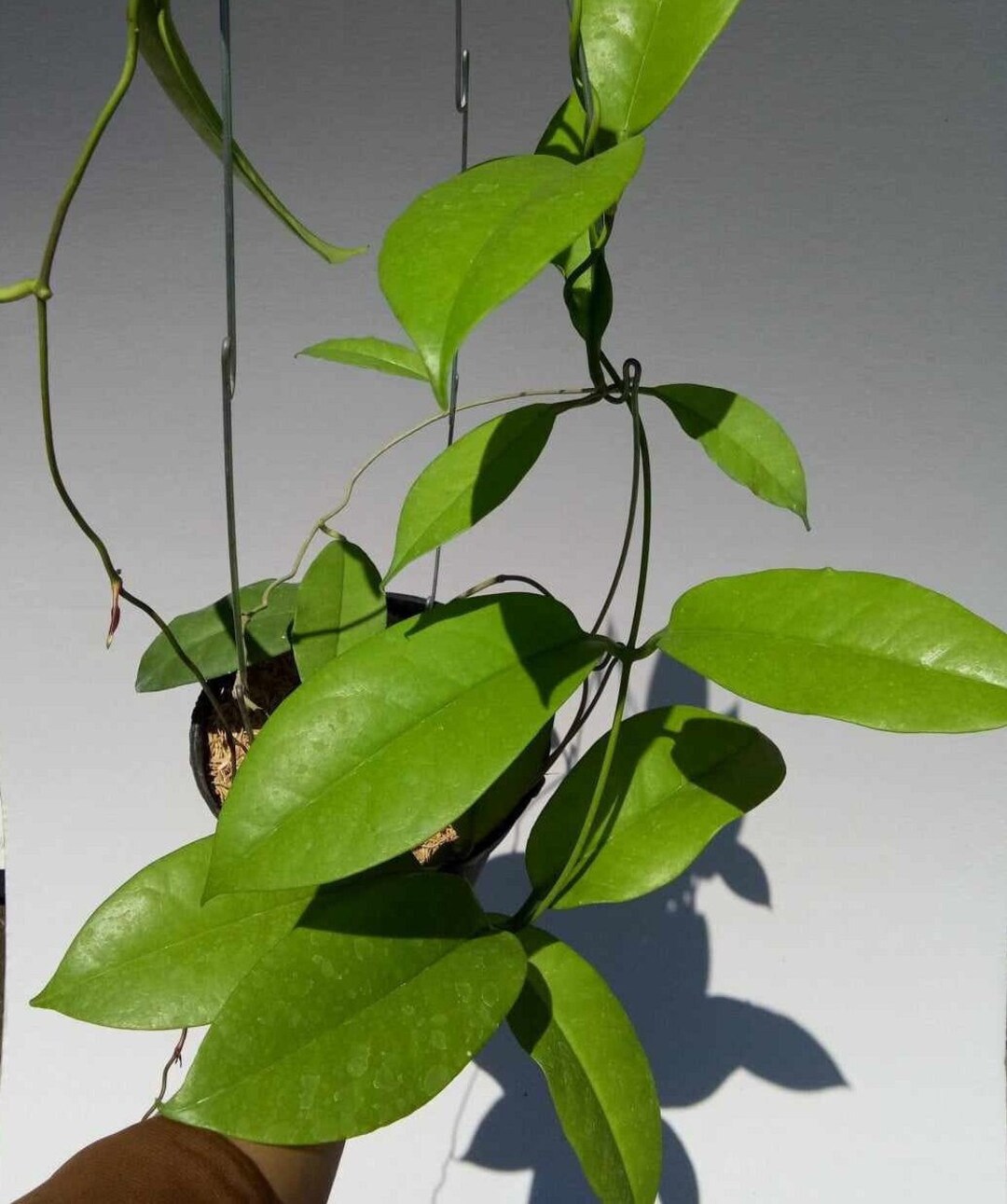 Hoya Lucida Very Beautiful Leaves Free Phytosanitary - Etsy