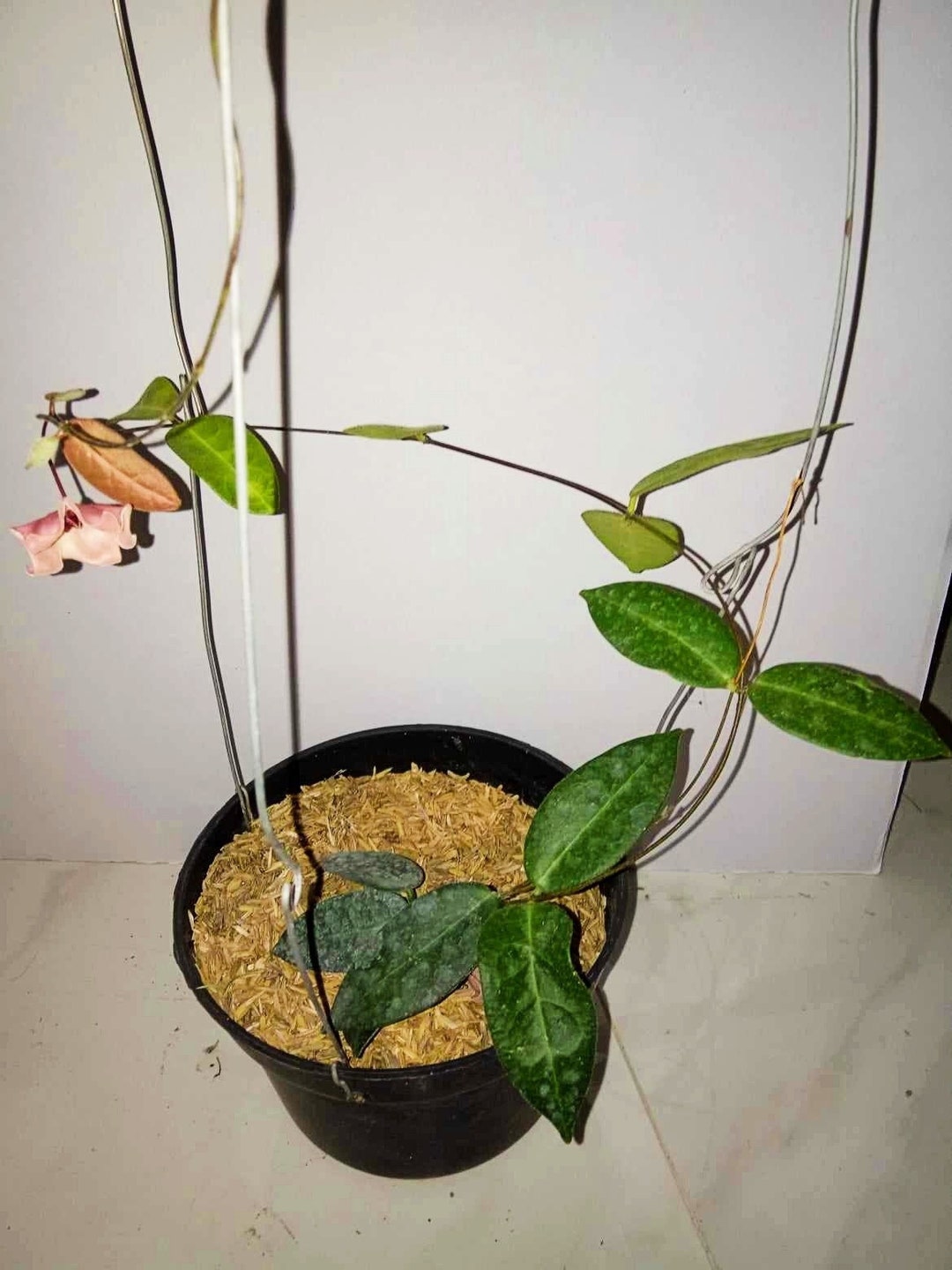 Hoya Patella Pink Very Beautiful Leaves Free Phytosanitary - Etsy