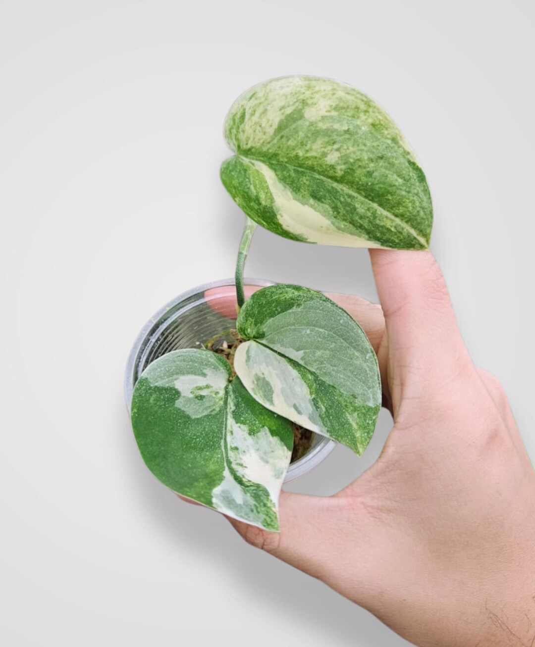 Scindapsus Mangurai Variegated Very Beautiful Fast Growing - Etsy