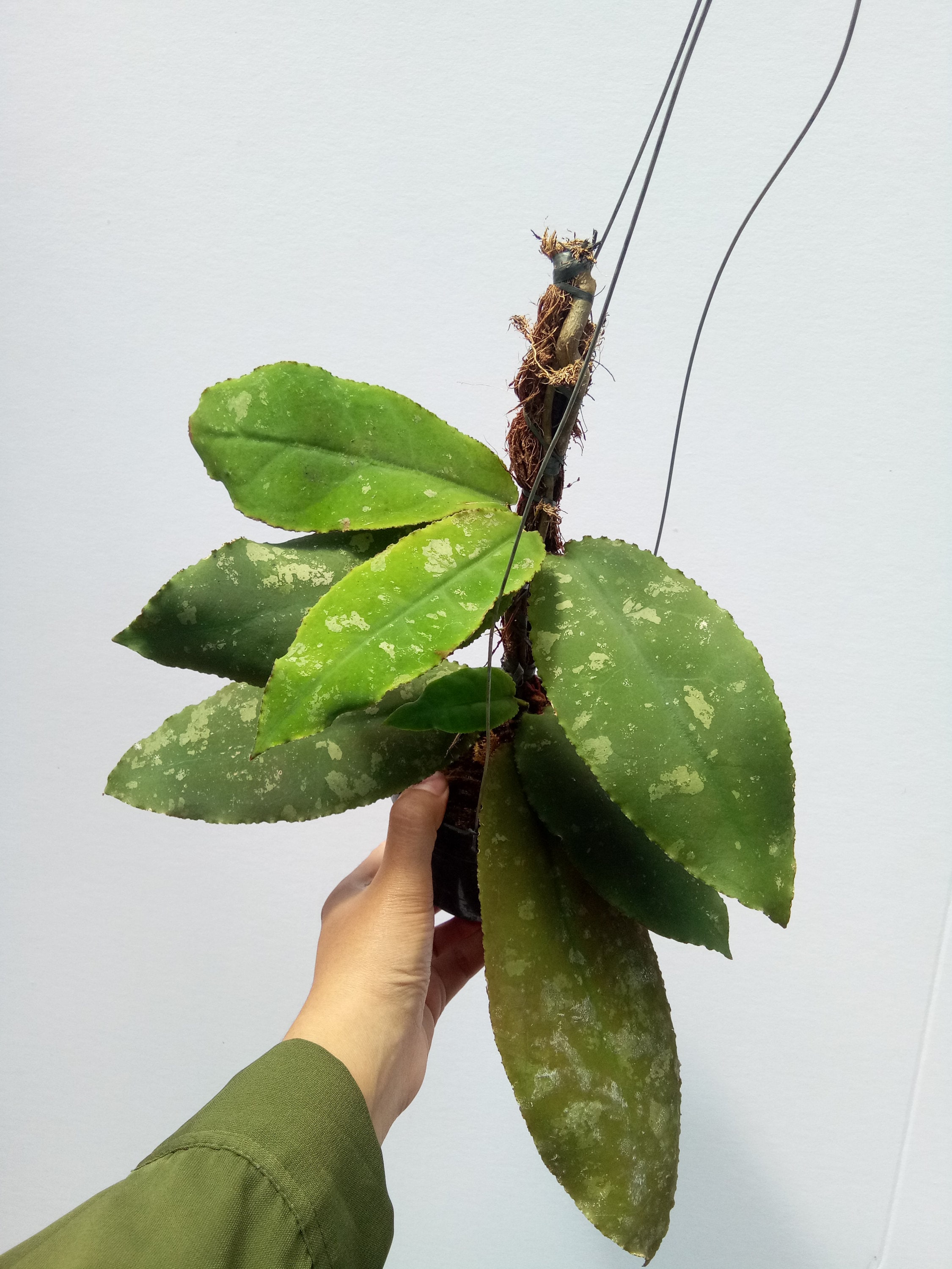 Hoya Undulata Splash Green Leaves Hoya Sp Indonesia Hoya Plant ...