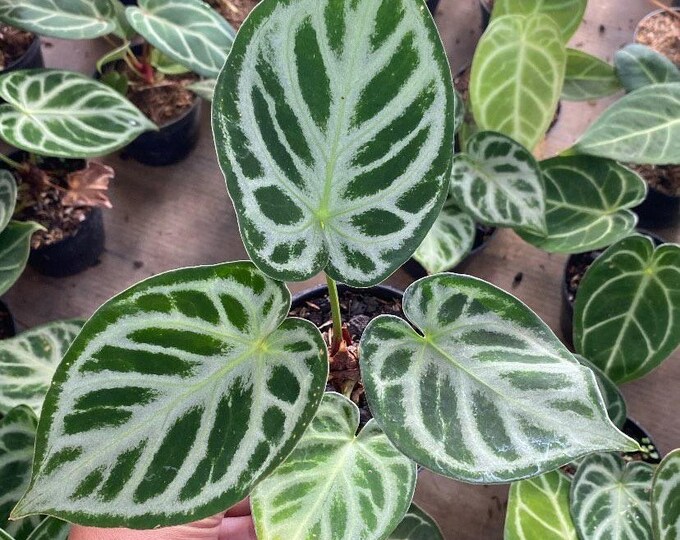 Anthurium Silver Blush SB001 Aroid Houseplants Tropical Plants Tropical ...