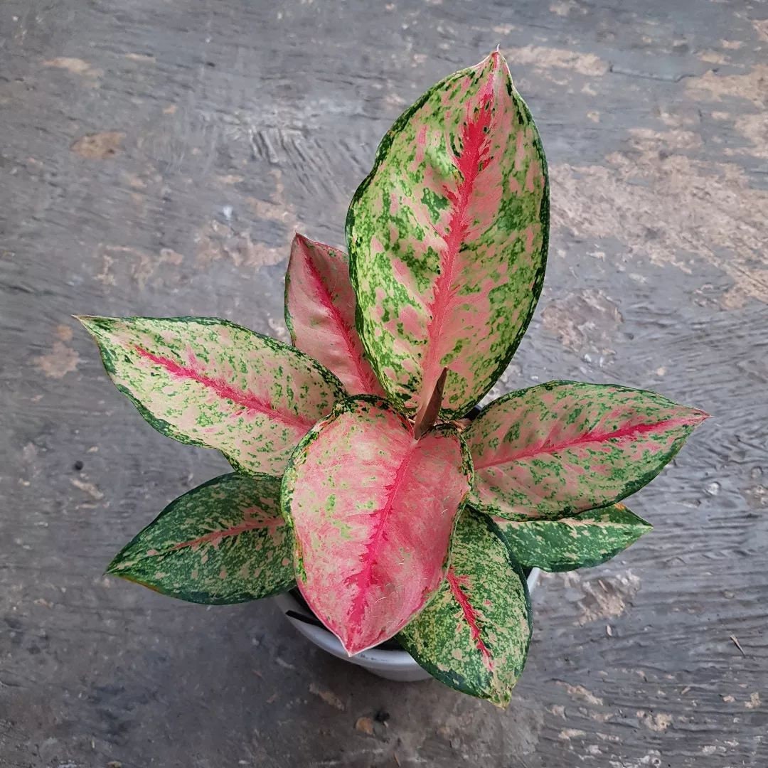 Aglaonema Horizon Very Beautiful Leaves Free Phytosanitary Plant Live ...