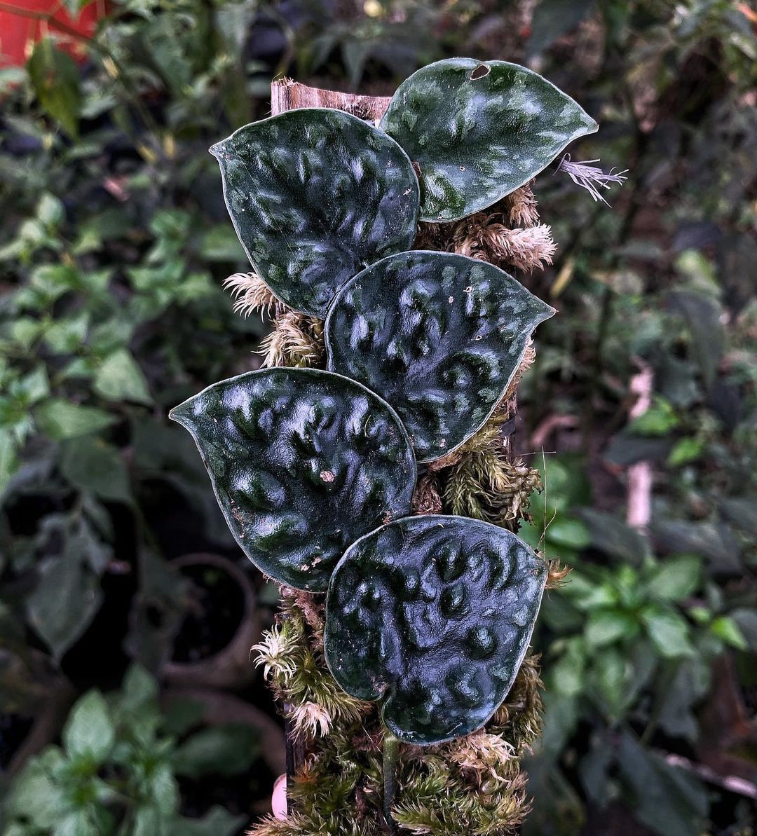 Scindapsus Black Mamba Very Beautiful Leaves Free Phytosanitary Plant ...