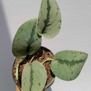 Scindapsus Silver Knight Very Beautiful Leaves Free Phytosanitary Plant ...