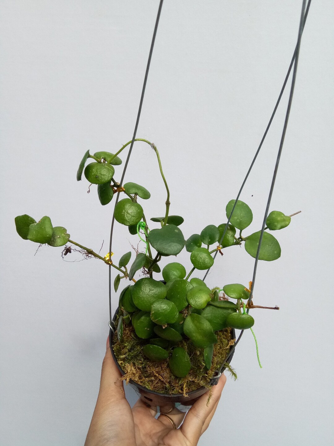 Hoya No Id Mini Very Beautiful Leaves Hoya Plant Free Phytosanitary - Etsy