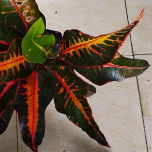 Codiaeum Variegatum Croton Batik Bali Very Beautiful Leaves Free ...