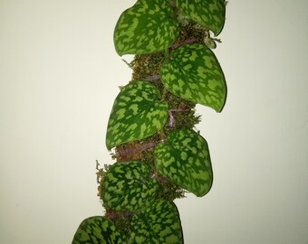 Scindapsus Snake Scale - Etsy