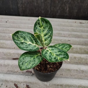 Aglaonema Green Papuma Very Beautiful Leaves Free Phytosanitary Fast ...