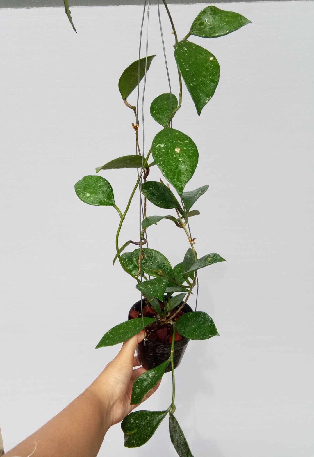 Hoya Rundumensis Free Phytosanitary| Hoya Indonesia | Hoya Plant ...