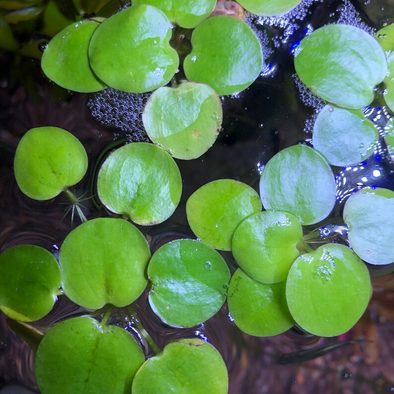 Amazon Frogbit | Etsy