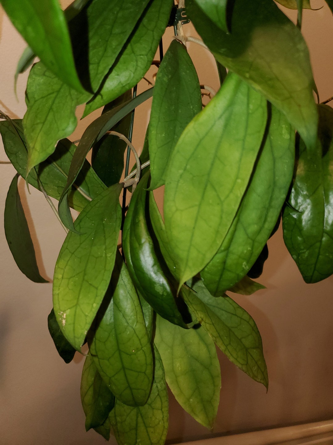 Hoya Cv. Jennifer - Etsy