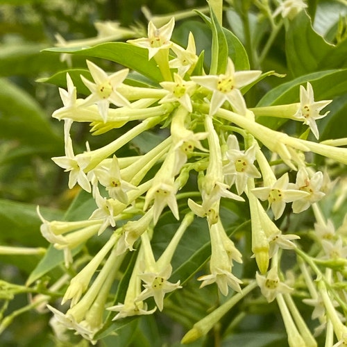 NIGHT BLOOMING JASMINE Fragrant cestrum Nocturnum Live | Etsy