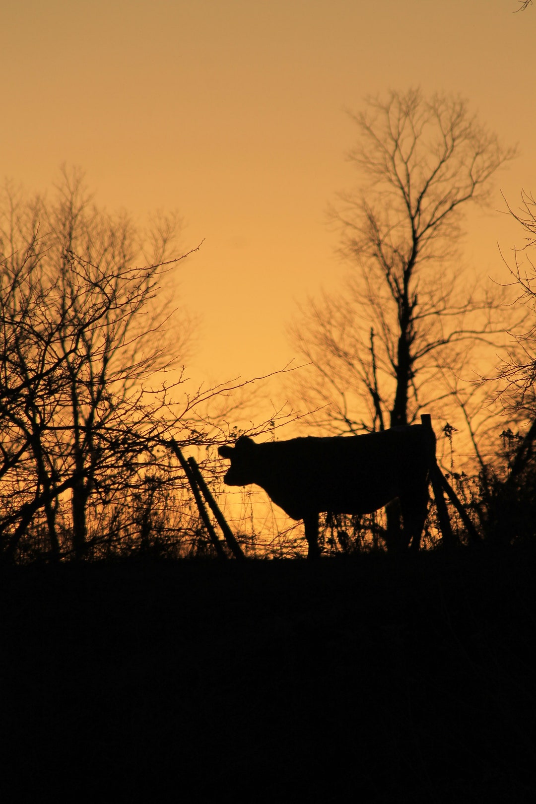 Cow Silhouette Digital Photo, Silhouette Sunset Scene, Cow Photo Gift ...