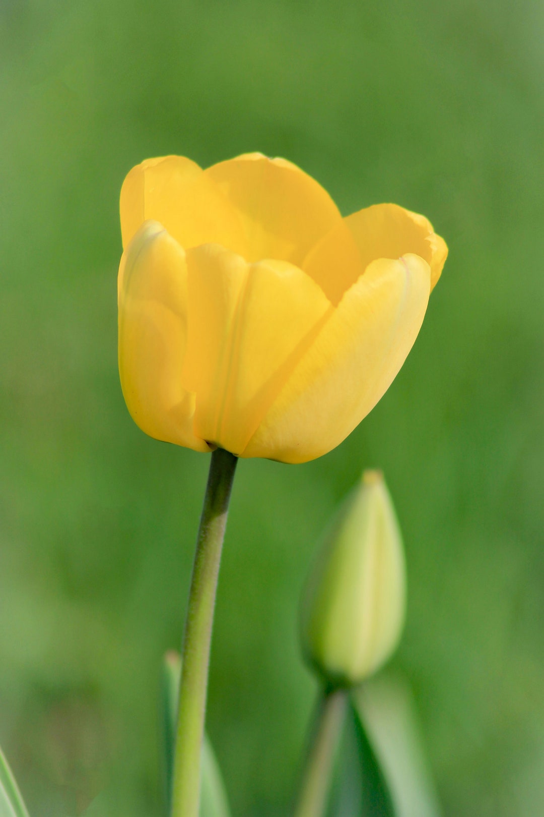 Yellow Tulip Photo, Flower Photography, Flower Gift - Etsy