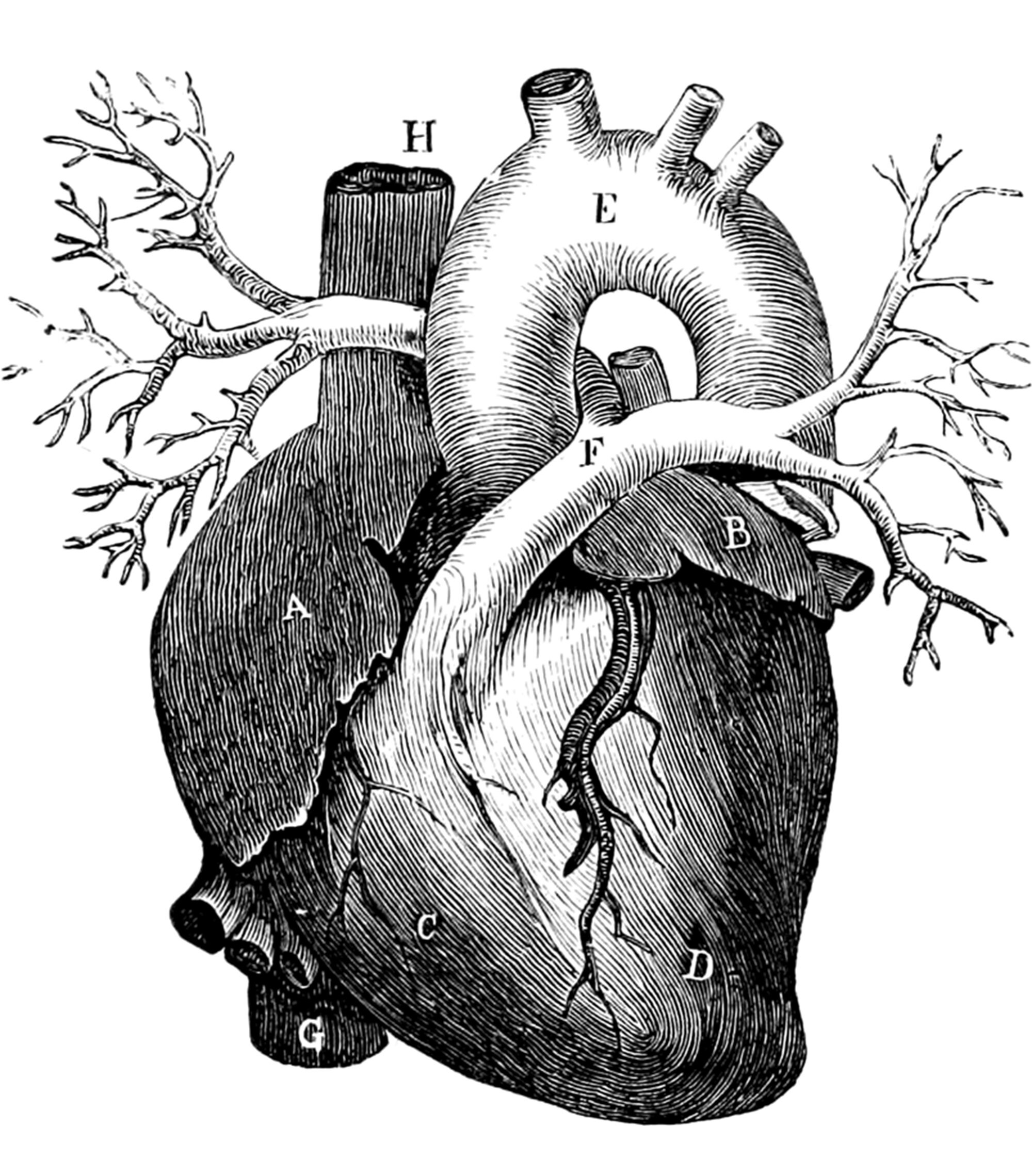 Vintage Cardiology Heart Anatomy Circulation Cardiac Nurse | Etsy
