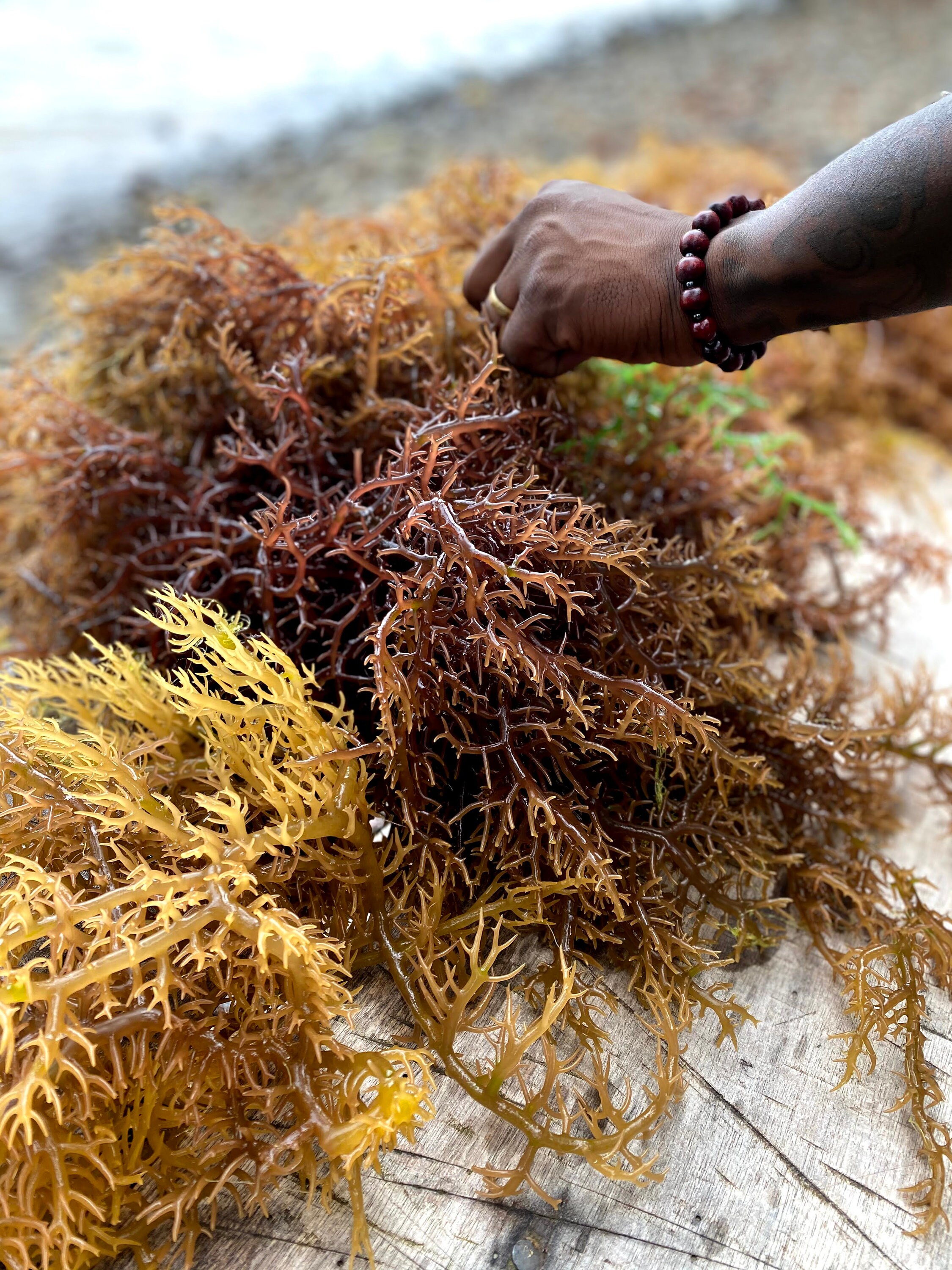 Raw Gold Sea Moss Dried origin St.lucia 2lbs - Etsy
