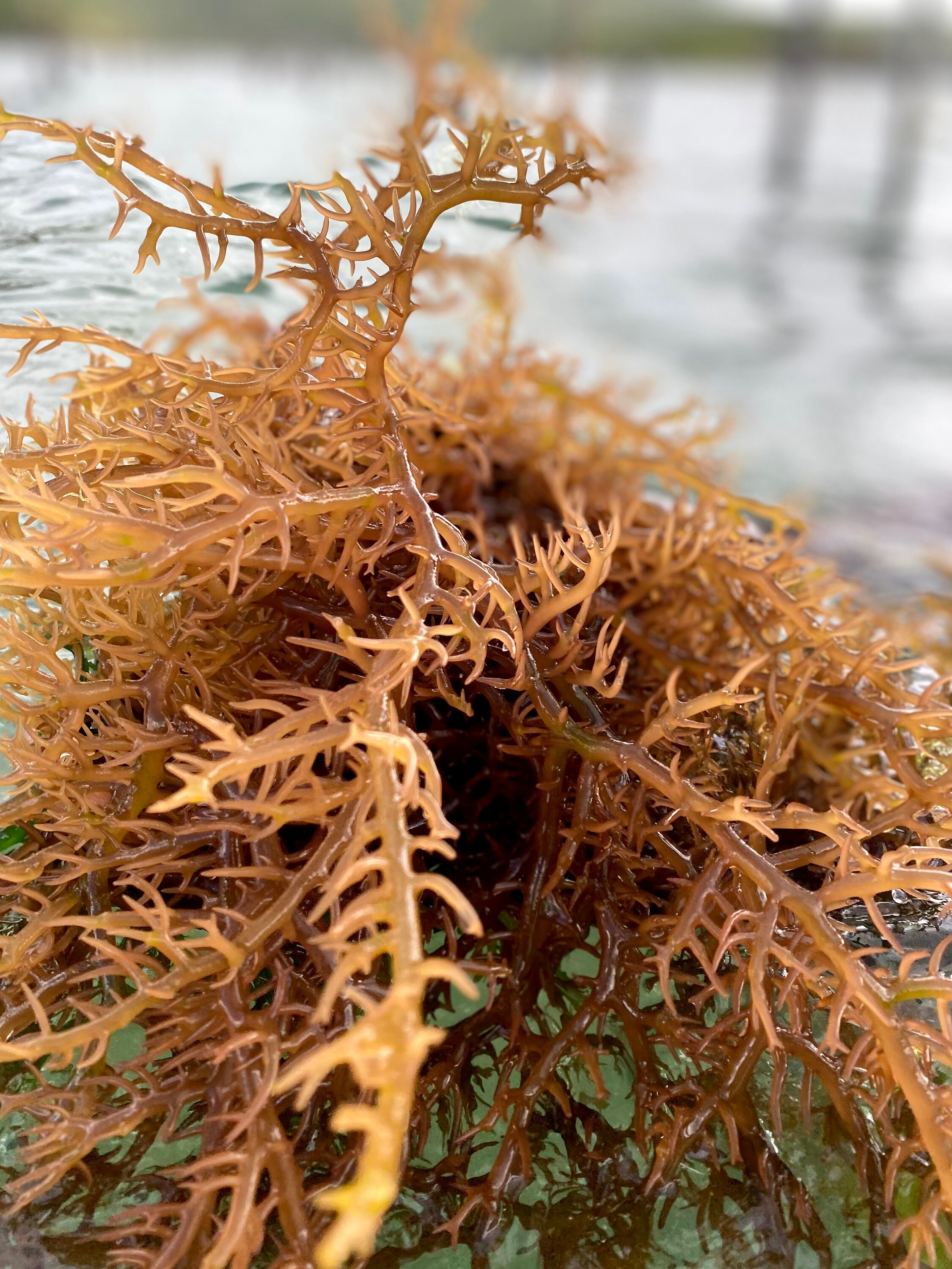 Raw Gold Sea Moss Dried origin St.lucia 2lbs - Etsy