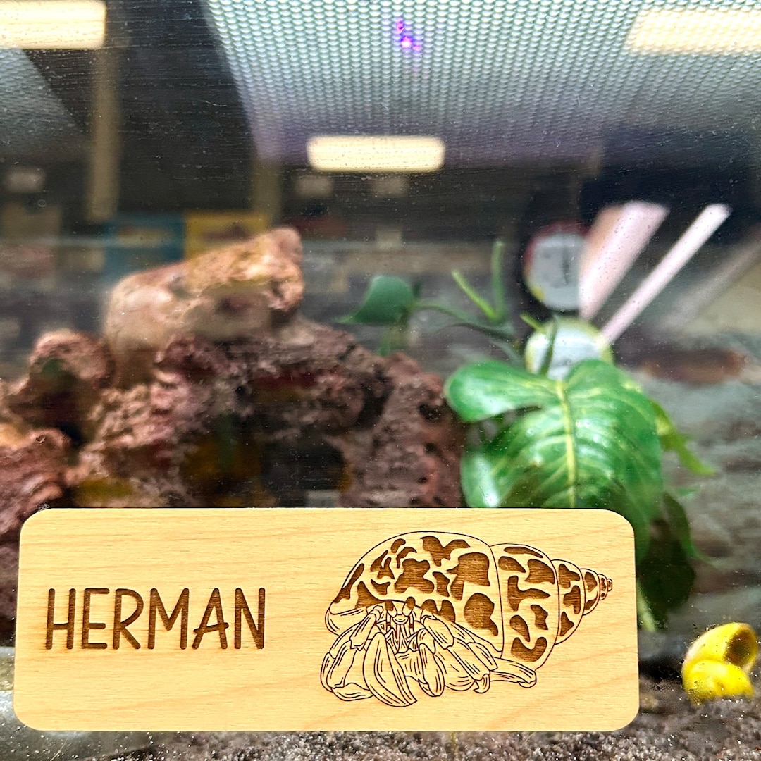 Hermit Crab Accessories, Hermit Crab Décor, Hermit Crab Tank Décor ...