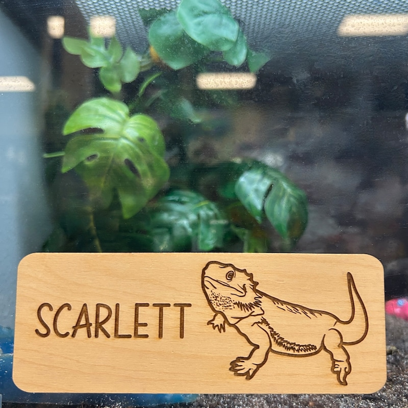 Bearded Dragon Gifts - 60+ Gift Ideas for 2025