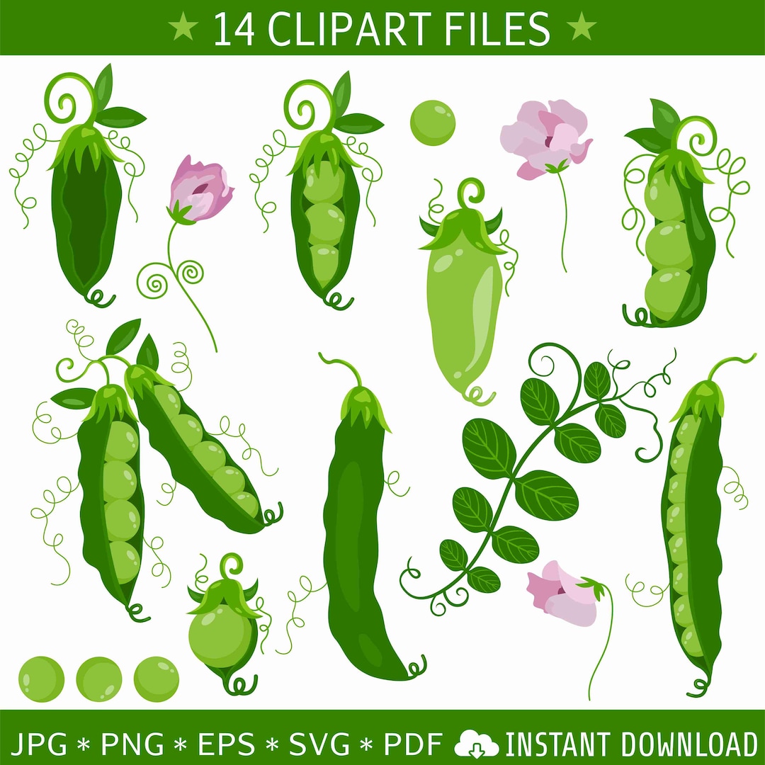 Green Pea Pod vector Clipart Set Instant Digital Download digital Art ...
