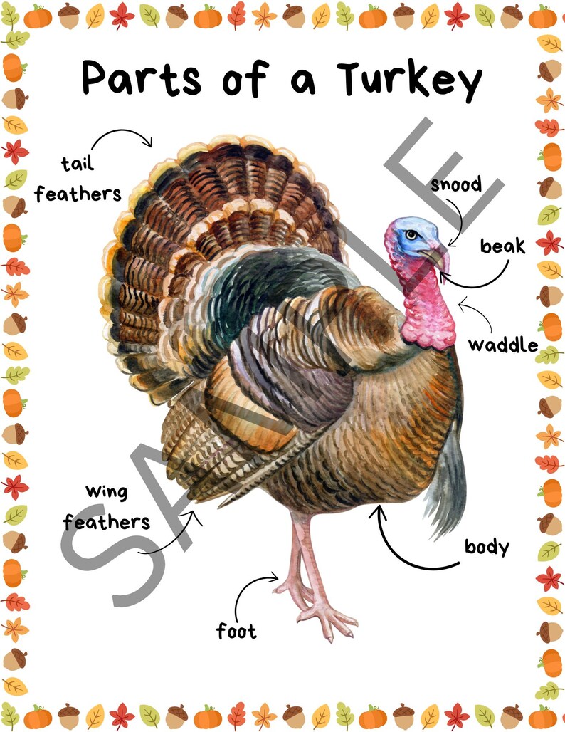 Turkey Study Posters and Worksheet - Etsy