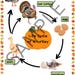 Turkey Study Posters and Worksheet - Etsy