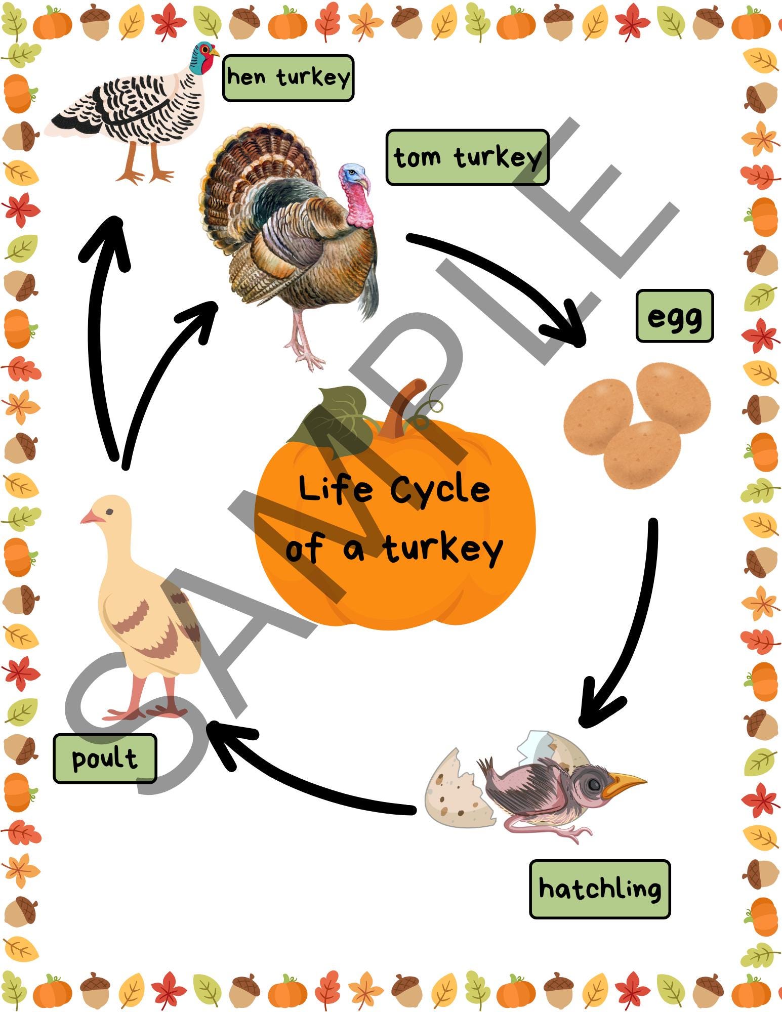 Turkey Study Posters and Worksheet - Etsy