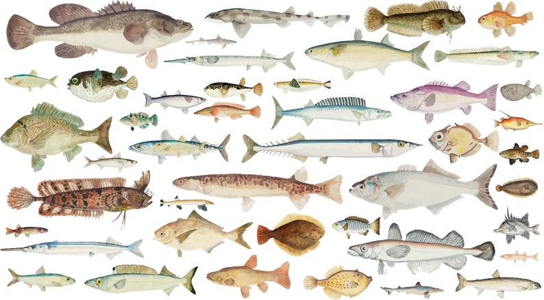 Fish Clipart, Fish Illustration, SVG, Vector Editable File, Watercolor ...