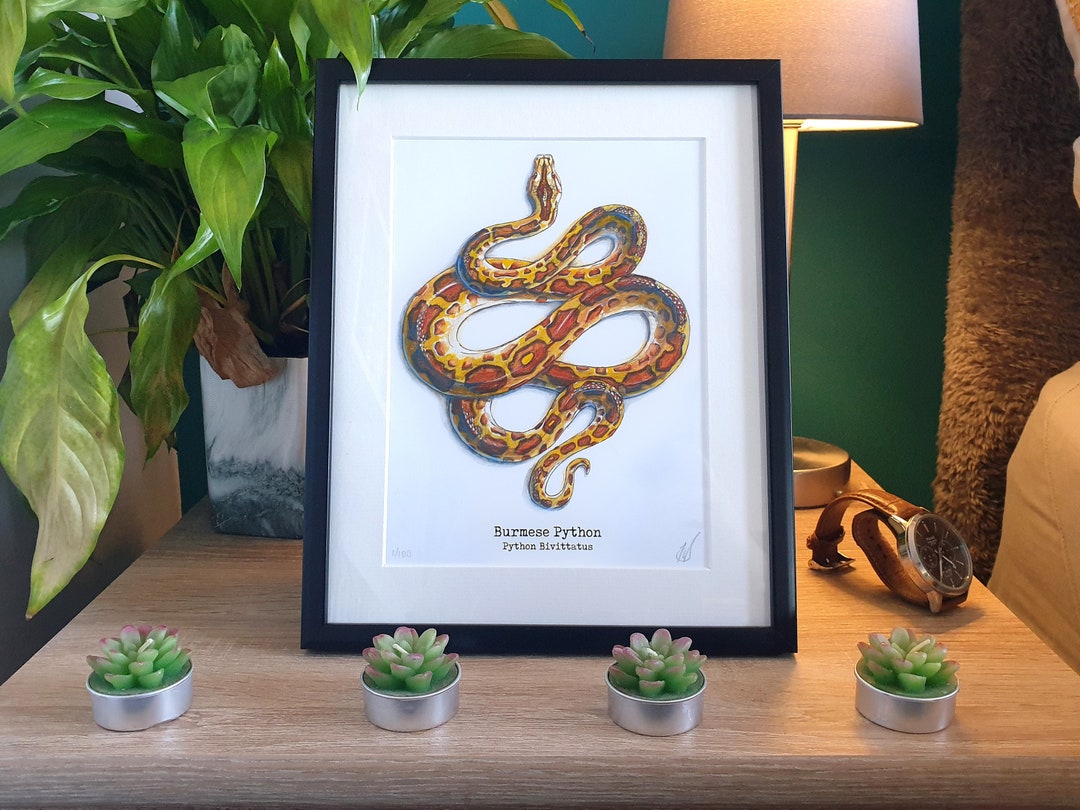 Burmese Python Painting Print 6x8 With Mount Framed Watercolour Snake ...