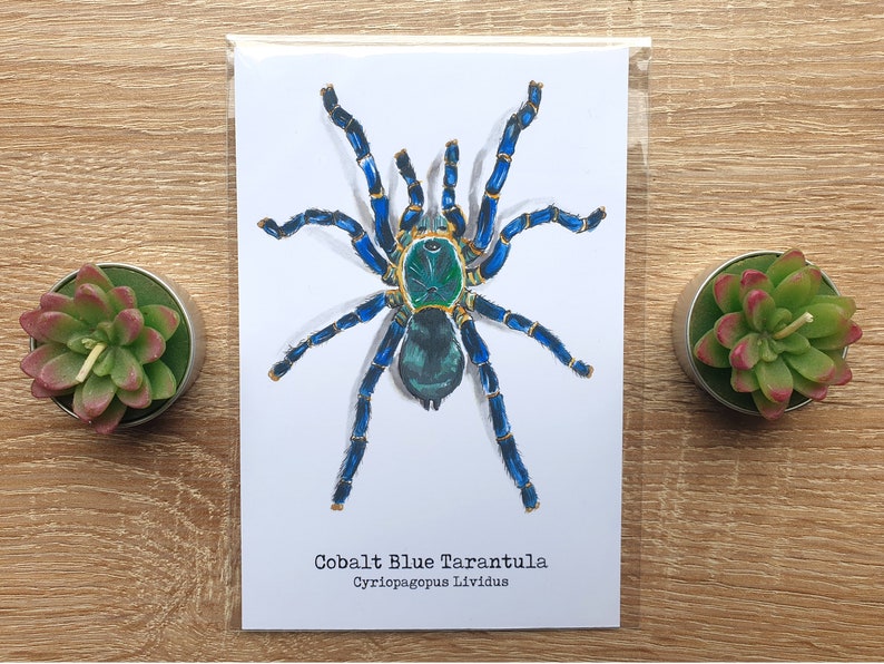 Cobalt Blue Tarantula Painting Print 6x8 | Framed Watercolour Spider ...