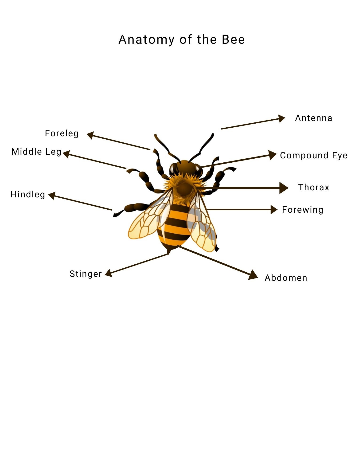 Printable Bee Anatomy Coloring Page and Honey Homeschool - Etsy Singapore