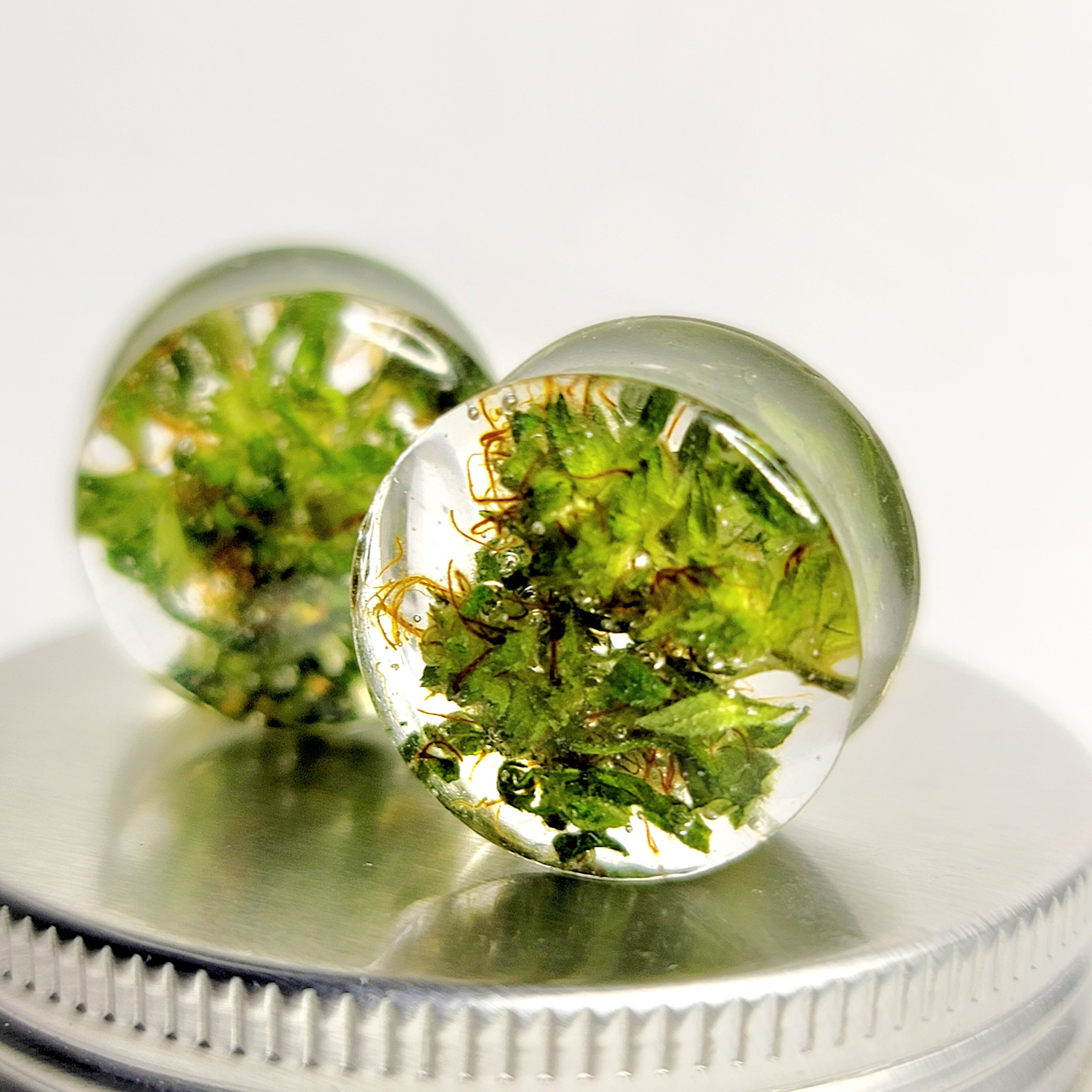 0g Weed Plugs | Real Cannabis Earrings, 8mm Gauges - Etsy