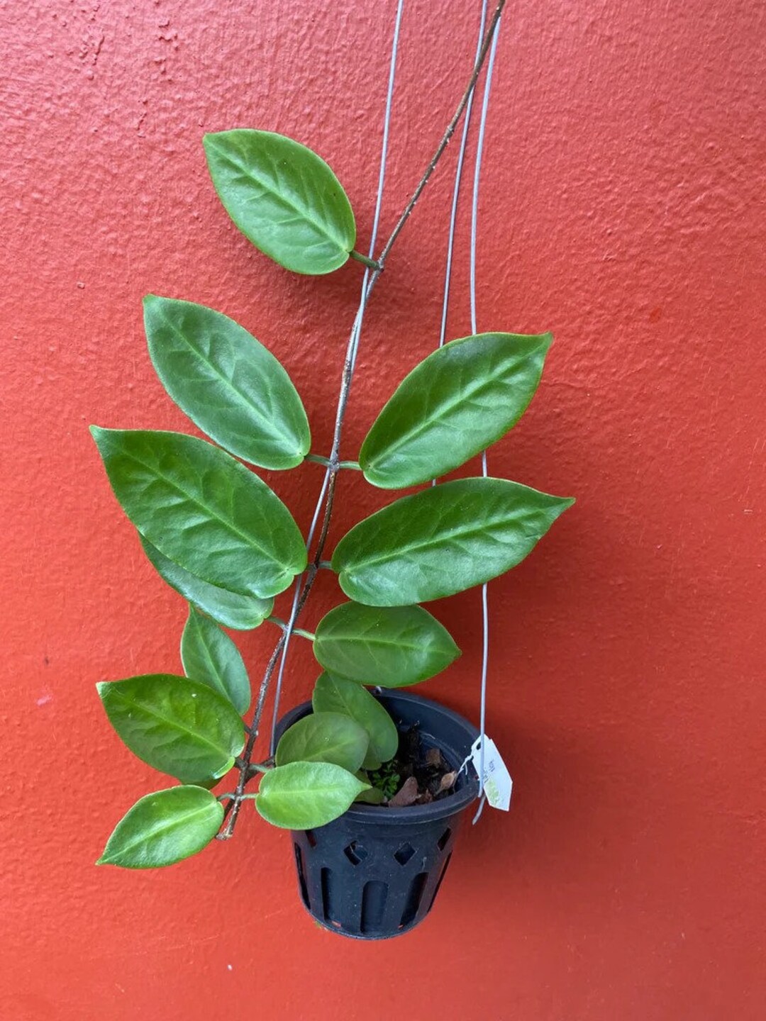 Hoya Inflata the Most Unique Hoya Flower Rare to Find! - Etsy