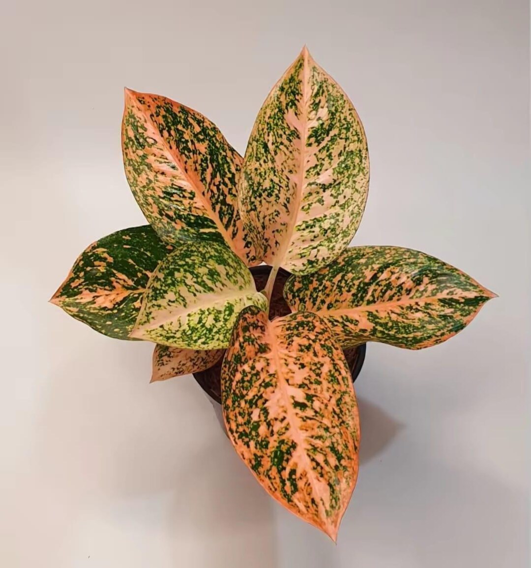Aglaonema Stardust Orange Foliage Plant - Etsy