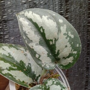 Wholesale Scindapsus Silver Princess Free Phytosanitary Certificate ...