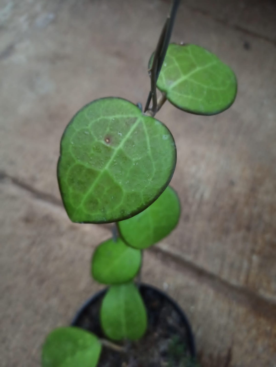 Hoya KSB 06 the Most Unique Hoya Flower Rare to Find! Free ...