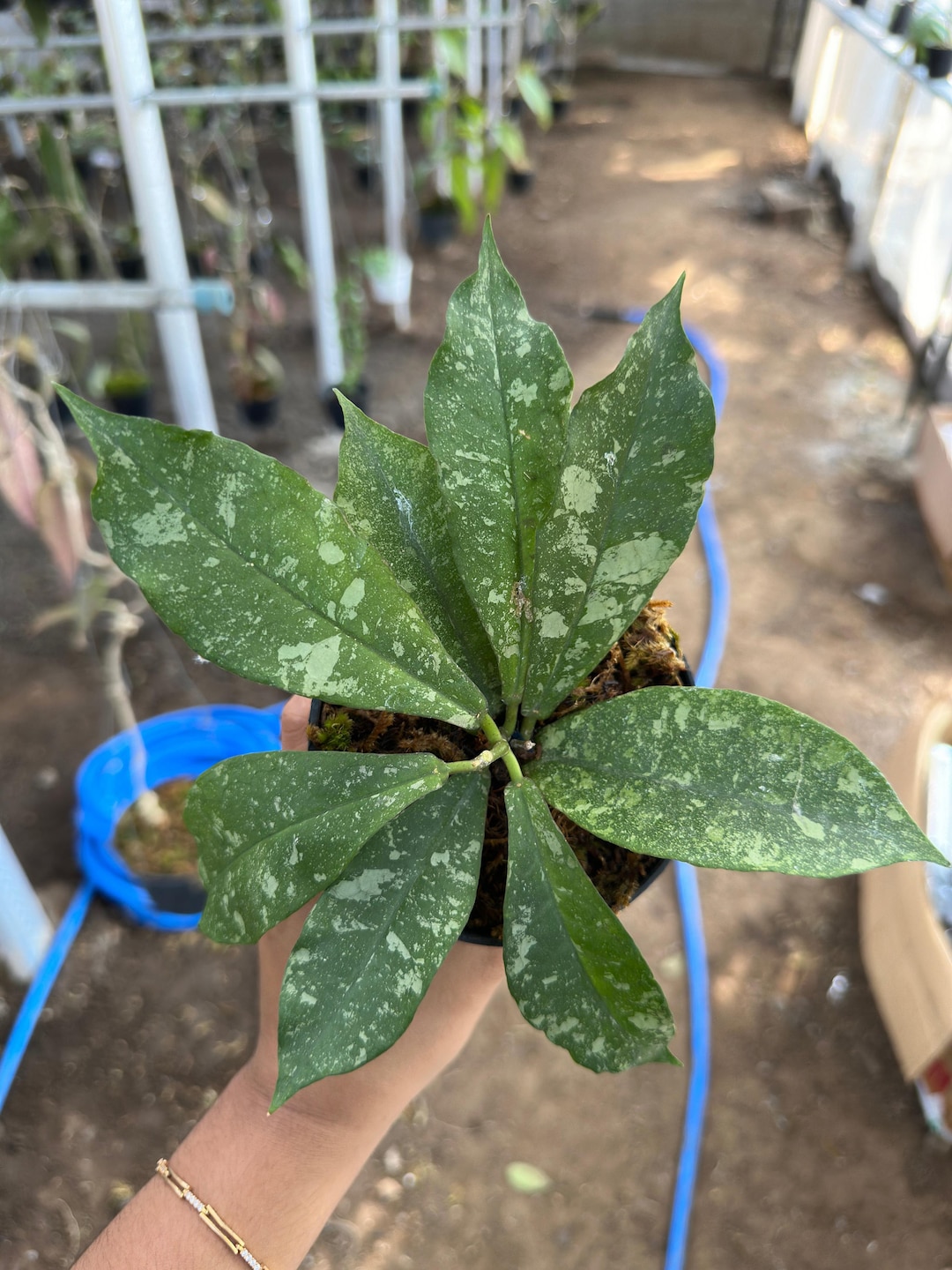 Hoya Mitrata Splash the Most Unique Hoya Flower Rare Free Phytosanitary ...