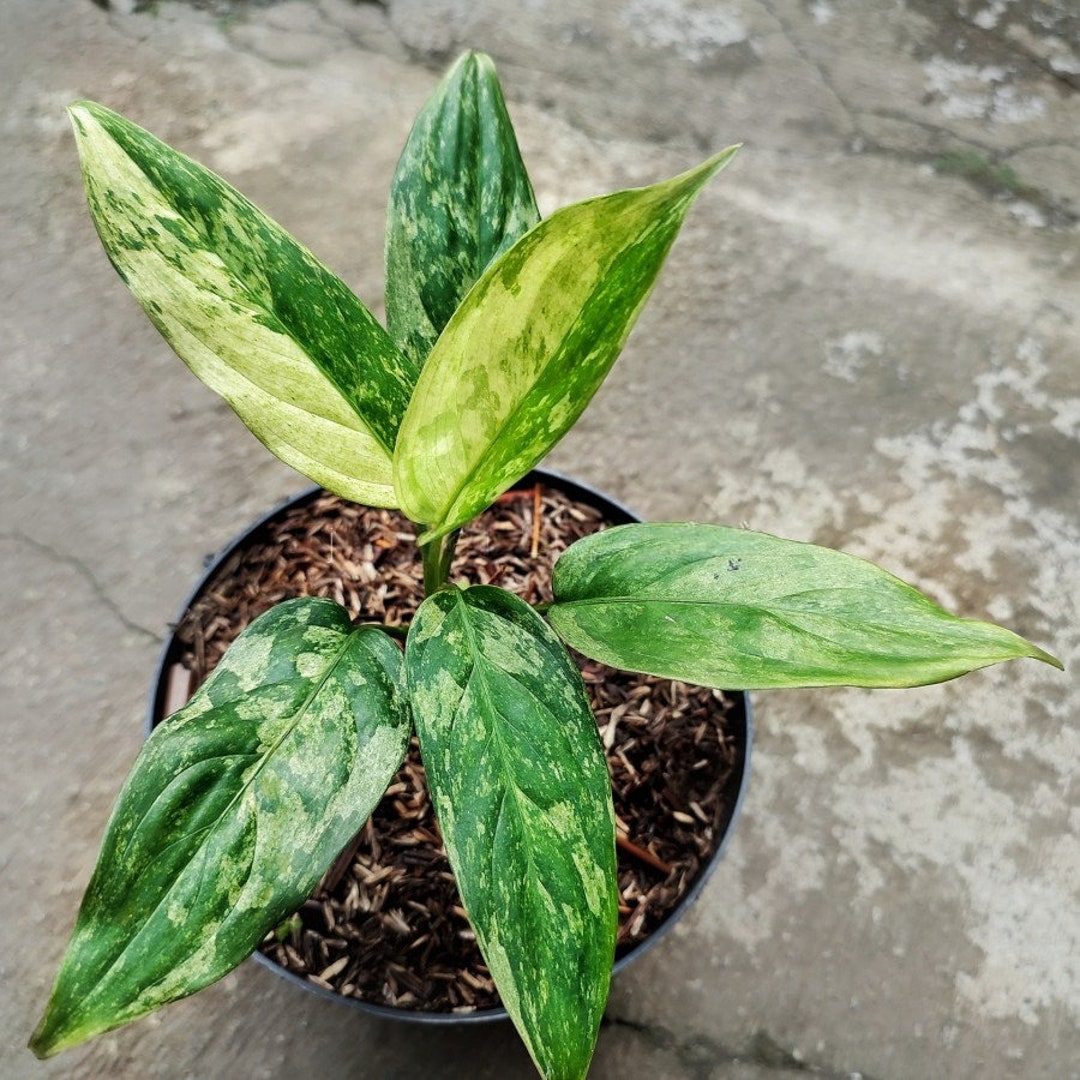 Aglaonema Simplex Variegated Beautiful Leaves Rare to Find! Free Phytosanitary Certificate Fast ...